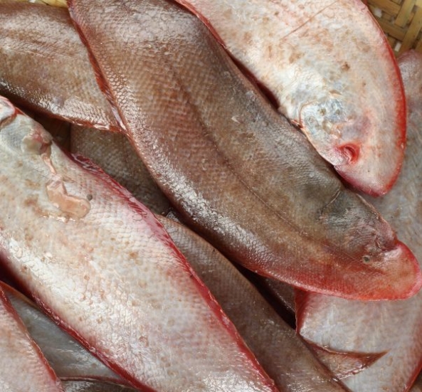 Neythal Fresh Exports – Chilled Fresh Fish